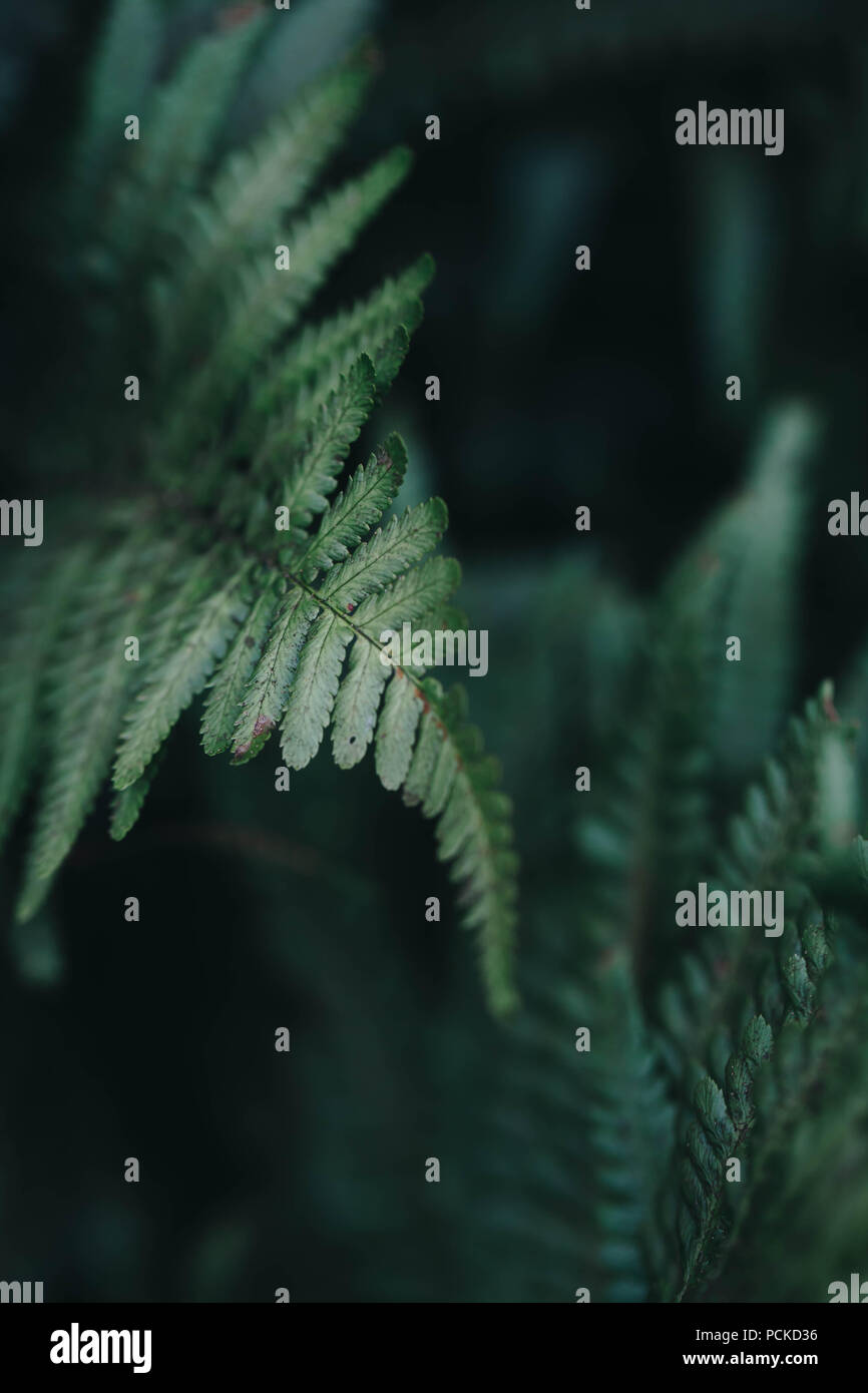 Green Fern Texture Stock Photo - Alamy