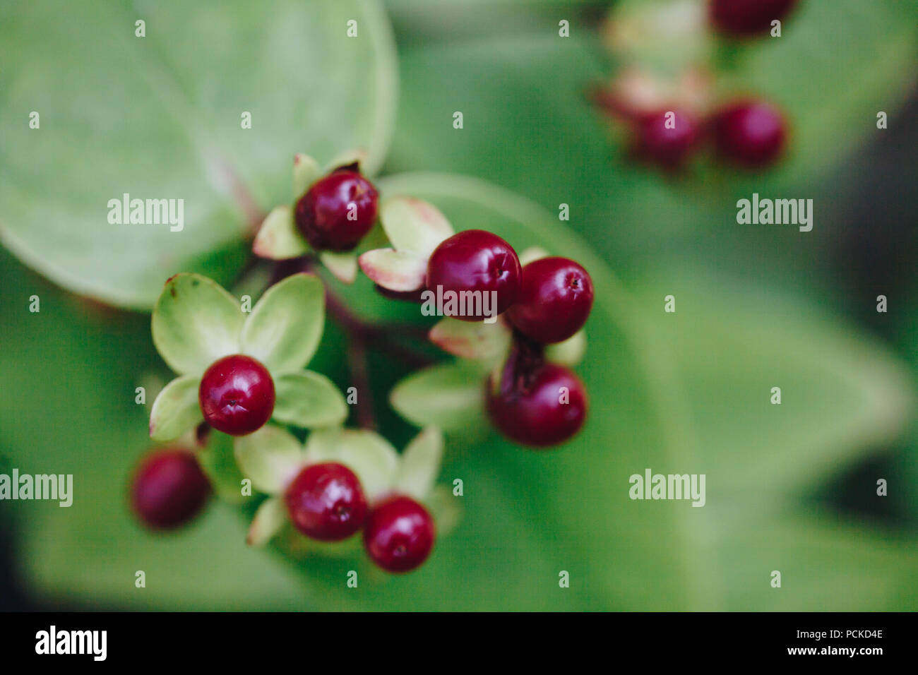 Toxic berries hi-res stock photography and images - Alamy