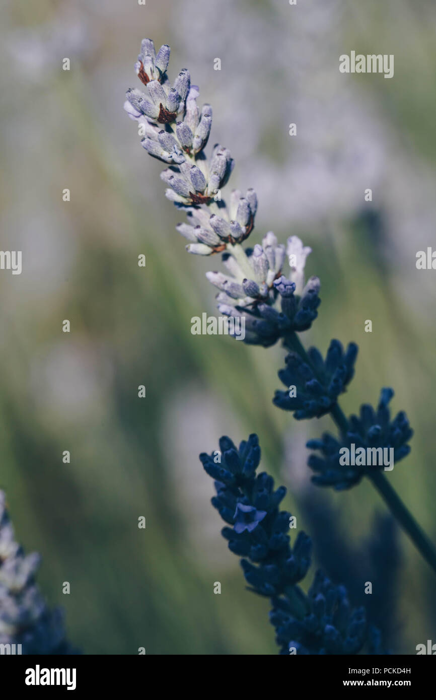 Floweringplants hi-res stock photography and images - Alamy