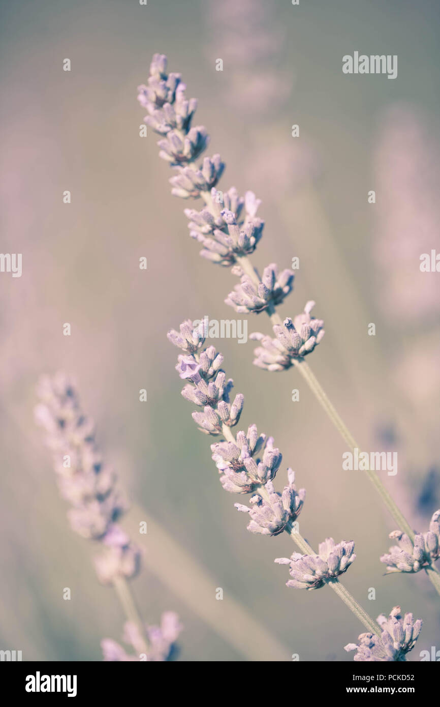 Lavender wildflowers hi-res stock photography and images - Alamy