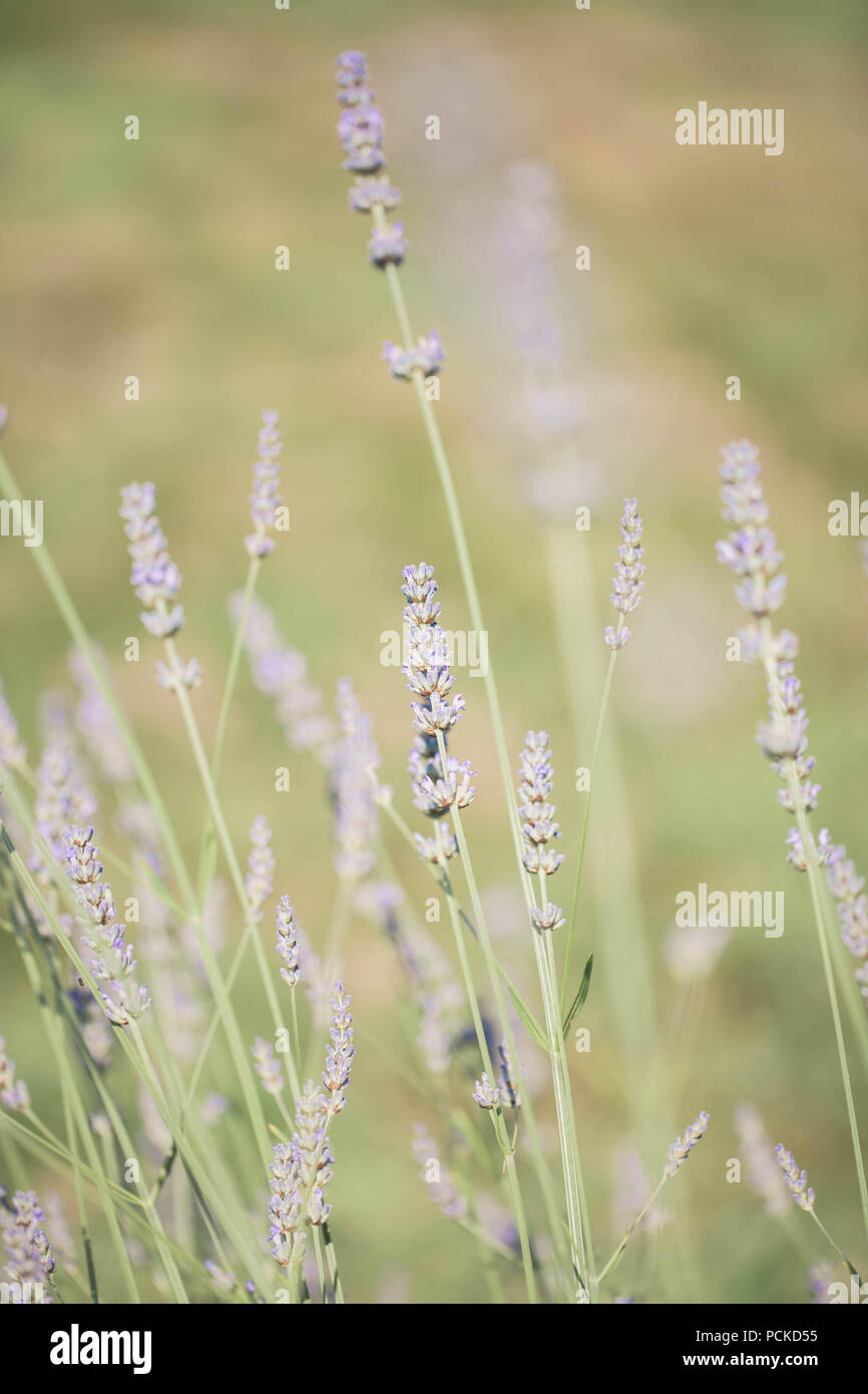Lavender wildflowers hi-res stock photography and images - Alamy