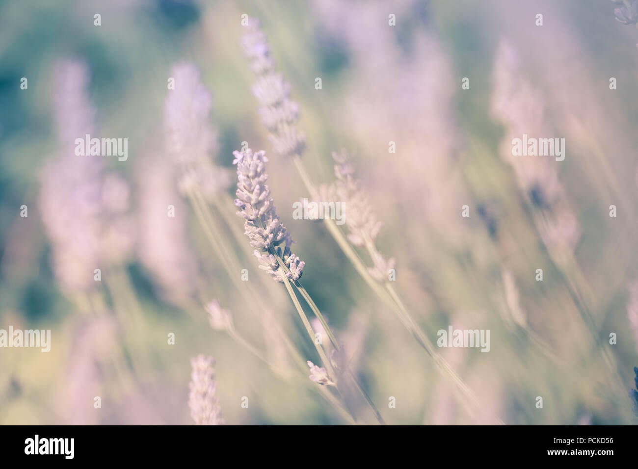 Lavender wildflowers hi-res stock photography and images - Alamy