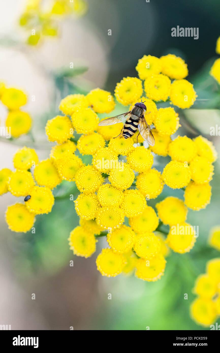 Hover flies on flowers hi-res stock photography and images - Alamy