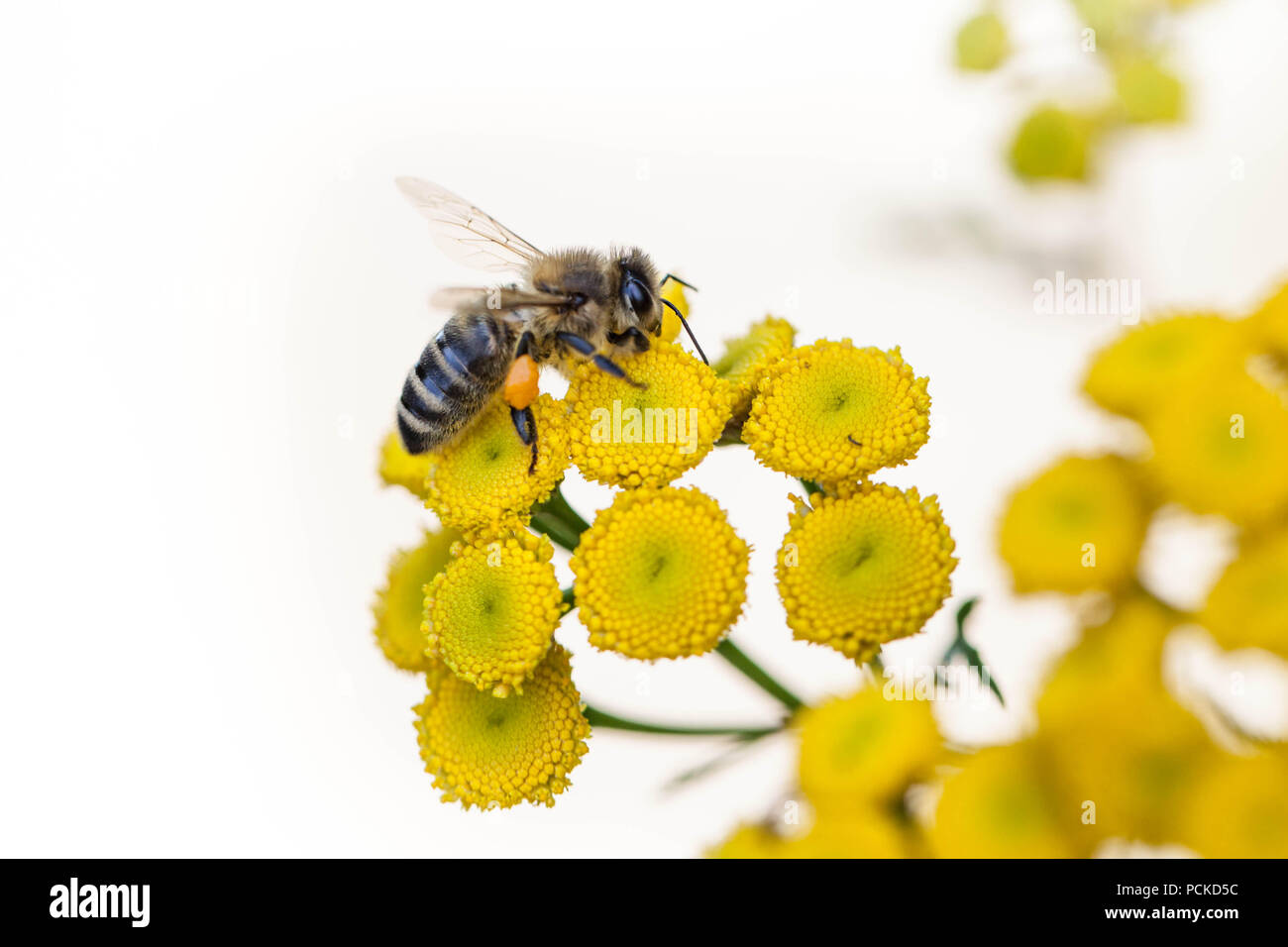 Pollen collecting insects hi-res stock photography and images - Alamy