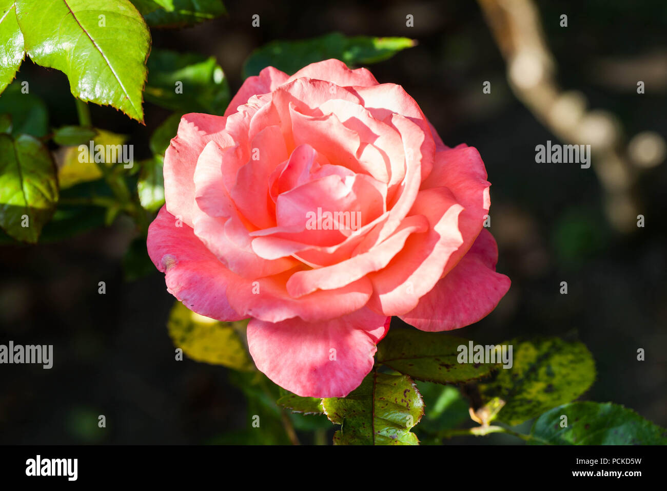 Cabbage roses hi-res stock photography and images - Alamy