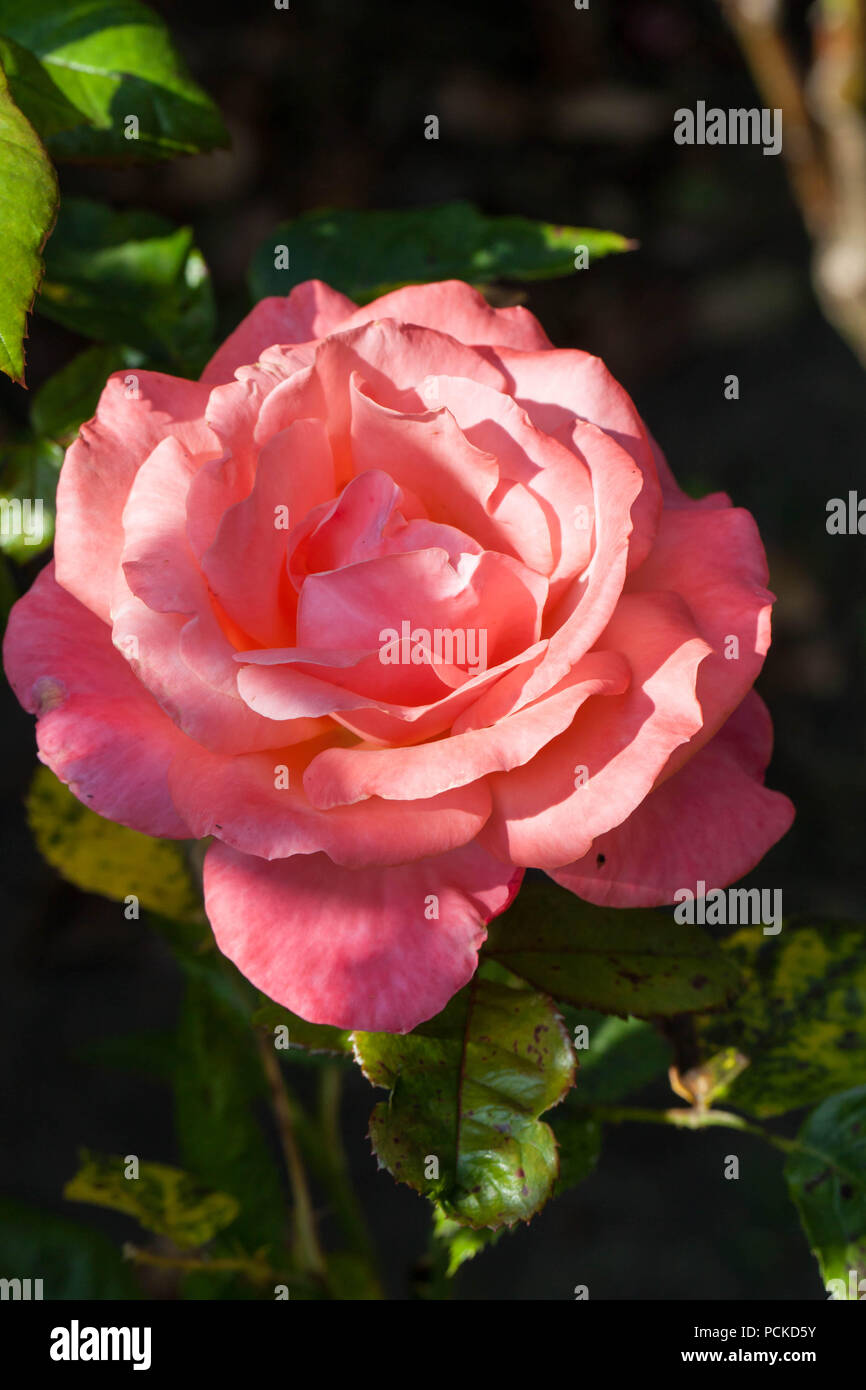 Pinky rose hi-res stock photography and images - Alamy