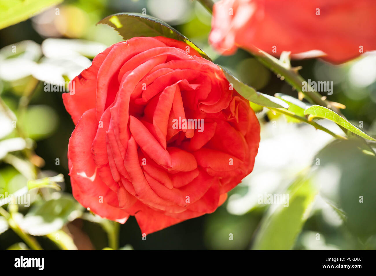 Red rose angiosperm angiosperms hi-res stock photography and images - Alamy