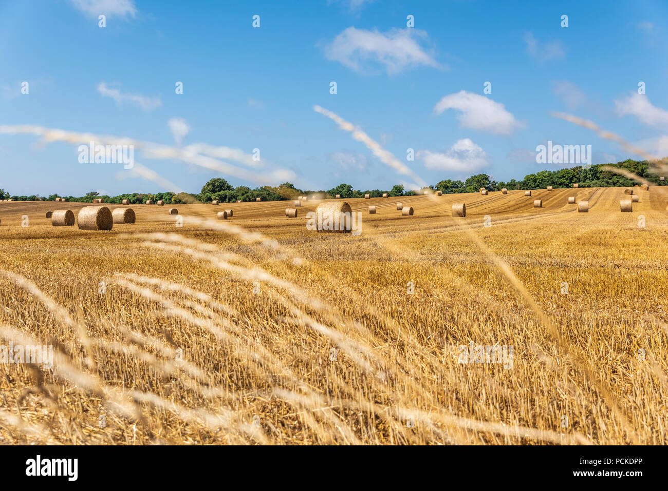 Wheat fields after the harvest in hot summer day Stock Photo - Alamy