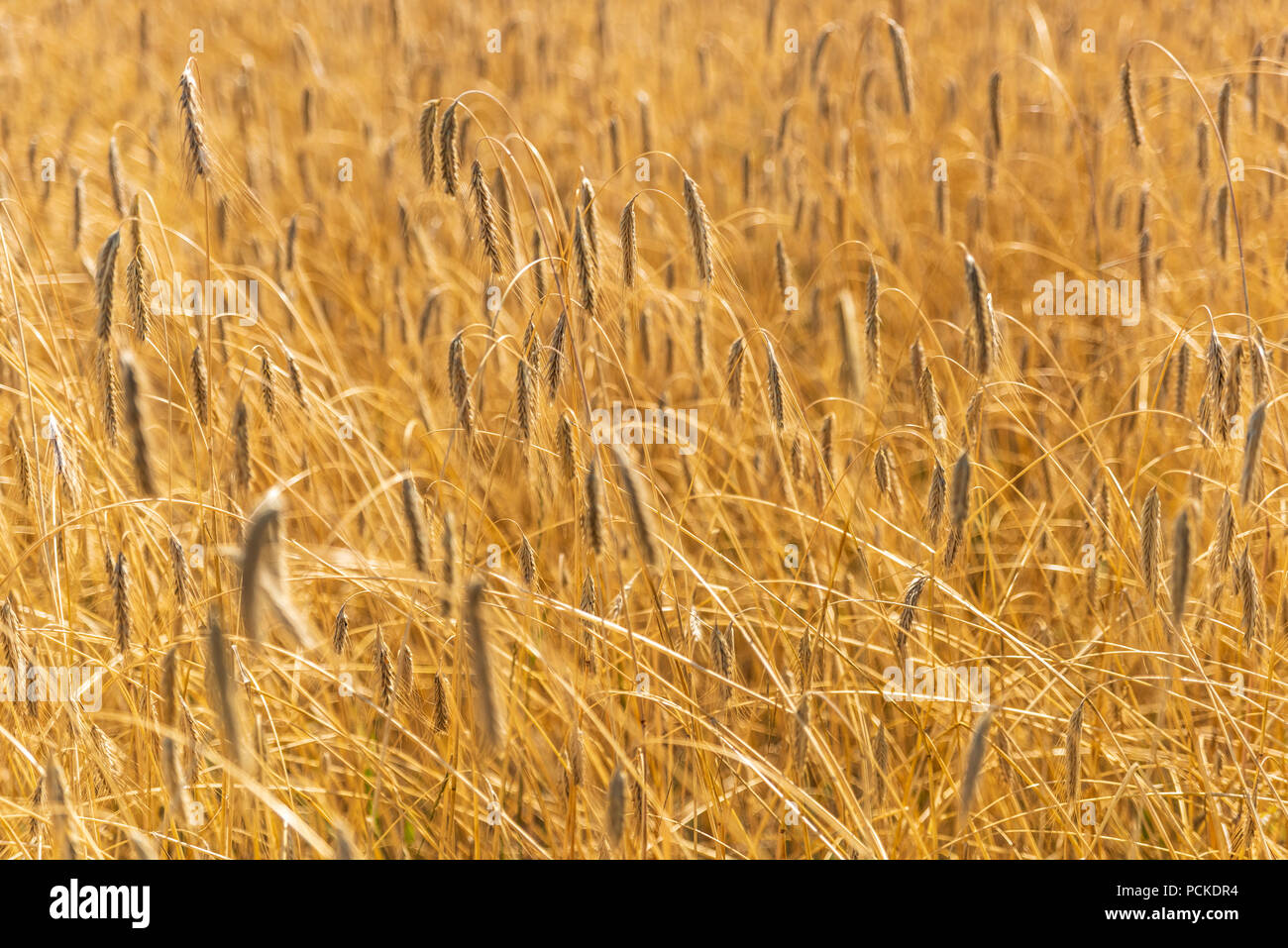 Wheat fields close up Stock Photo - Alamy