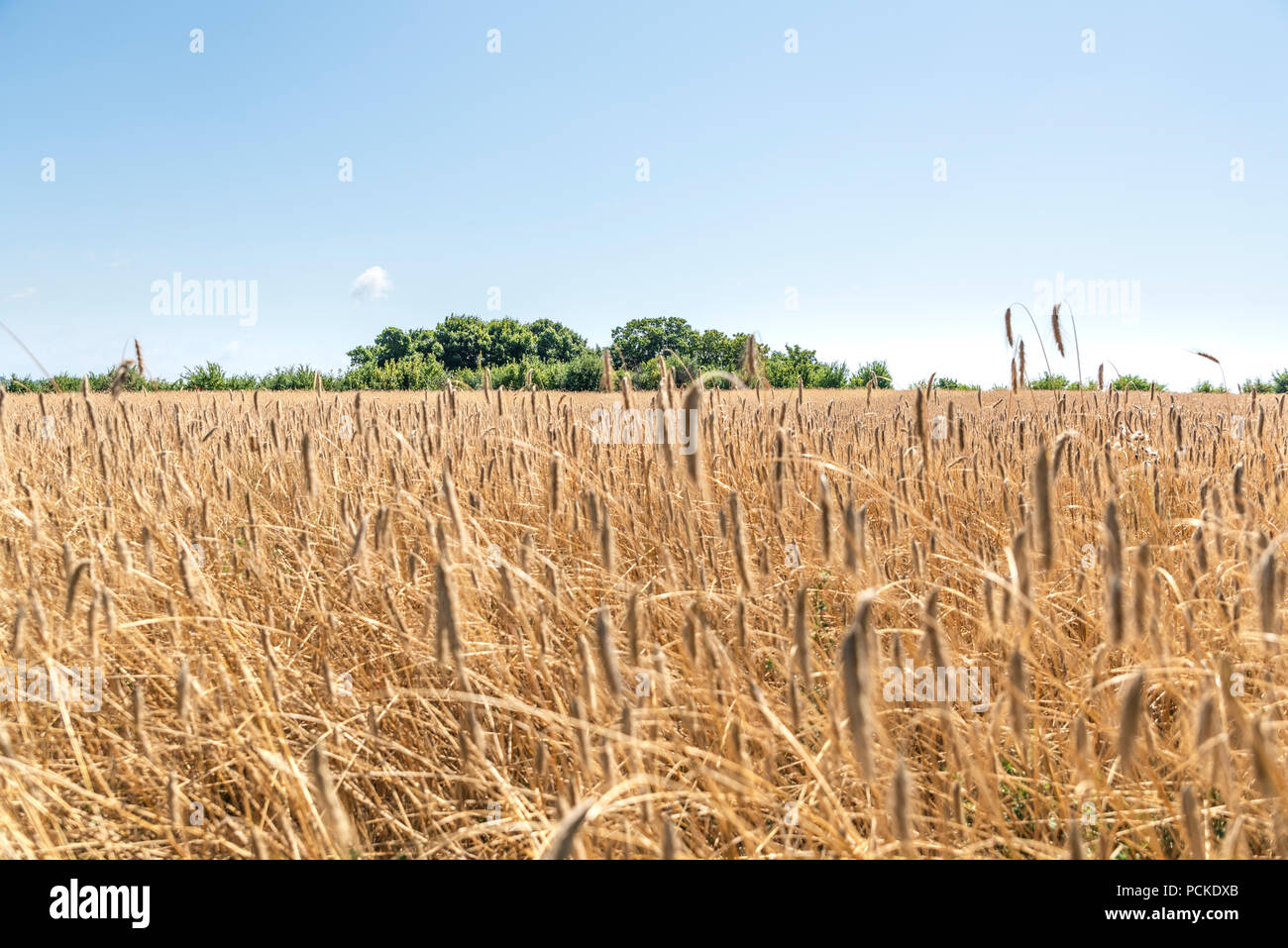 Wheat fields in hot summer day Stock Photo - Alamy
