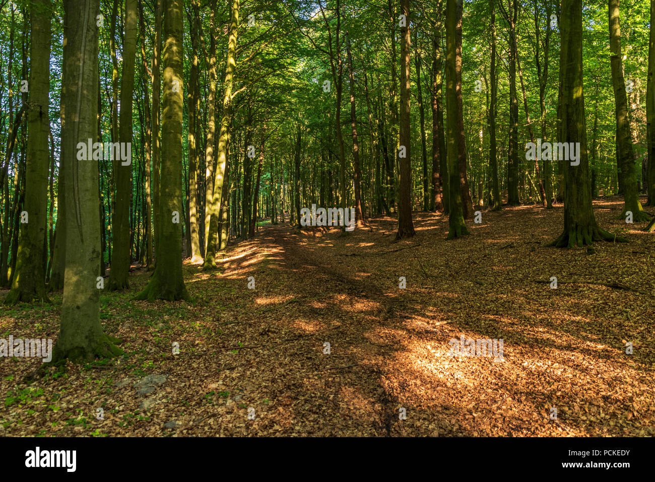 Thick forests hi-res stock photography and images - Alamy