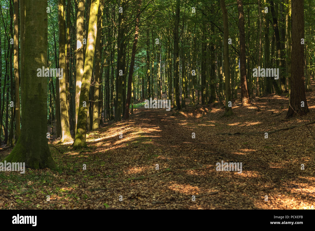 Thick forests hi-res stock photography and images - Alamy