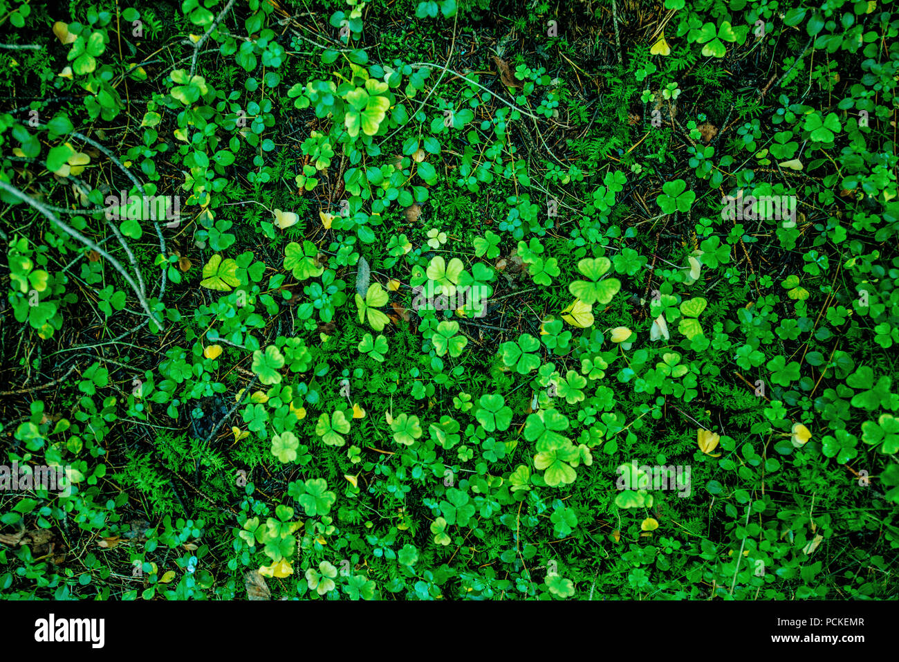 Green ground cover hi-res stock photography and images - Alamy
