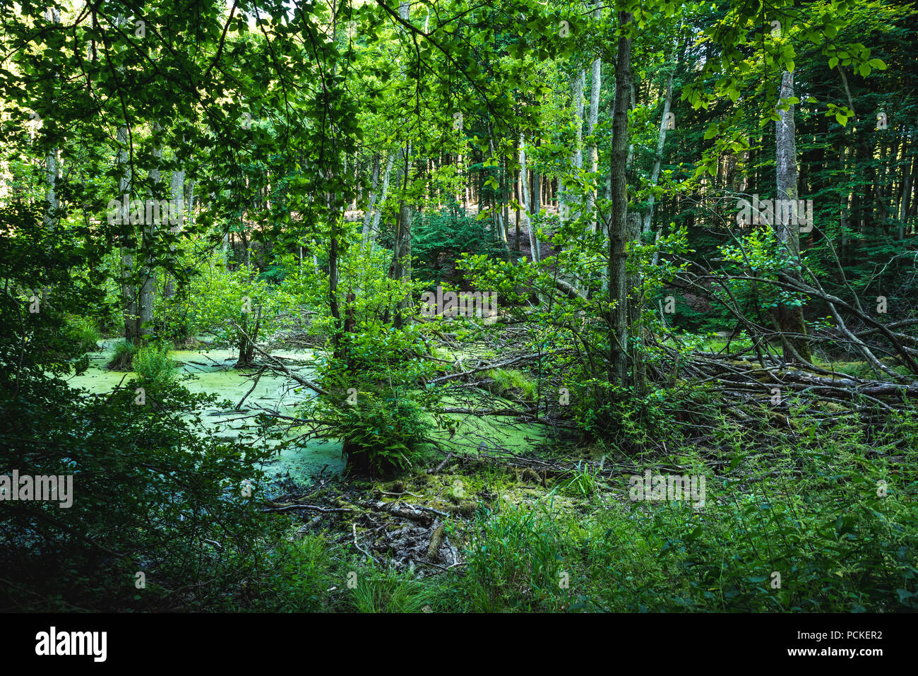 Black alder swamp Stock Photo - Alamy