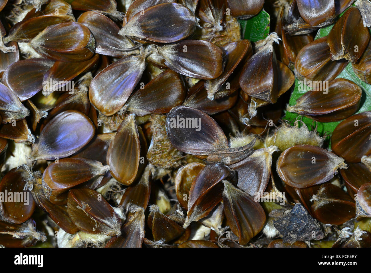 Beech mast hi-res stock photography and images - Alamy