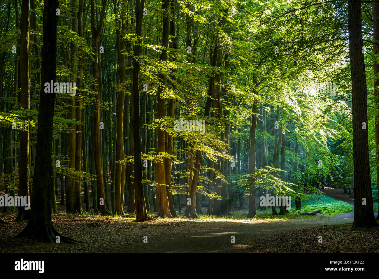 Primeval beech forests of the carpathians hi-res stock photography and ...