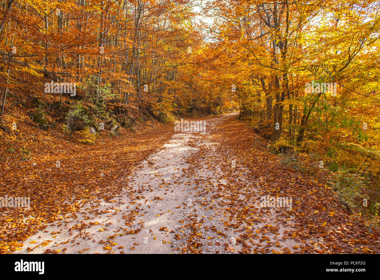 Empty road leading through fall foliage forest in the autumn Stock ...
