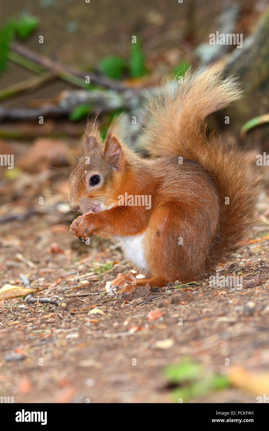 Squirrel acrobatic hi-res stock photography and images - Alamy