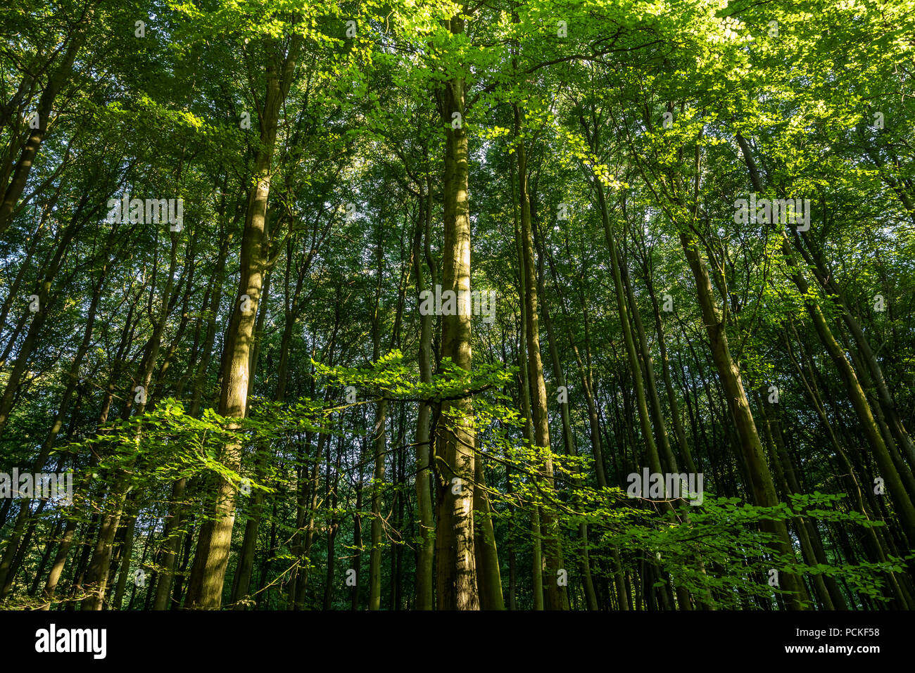 Thick green forest view hi-res stock photography and images - Alamy