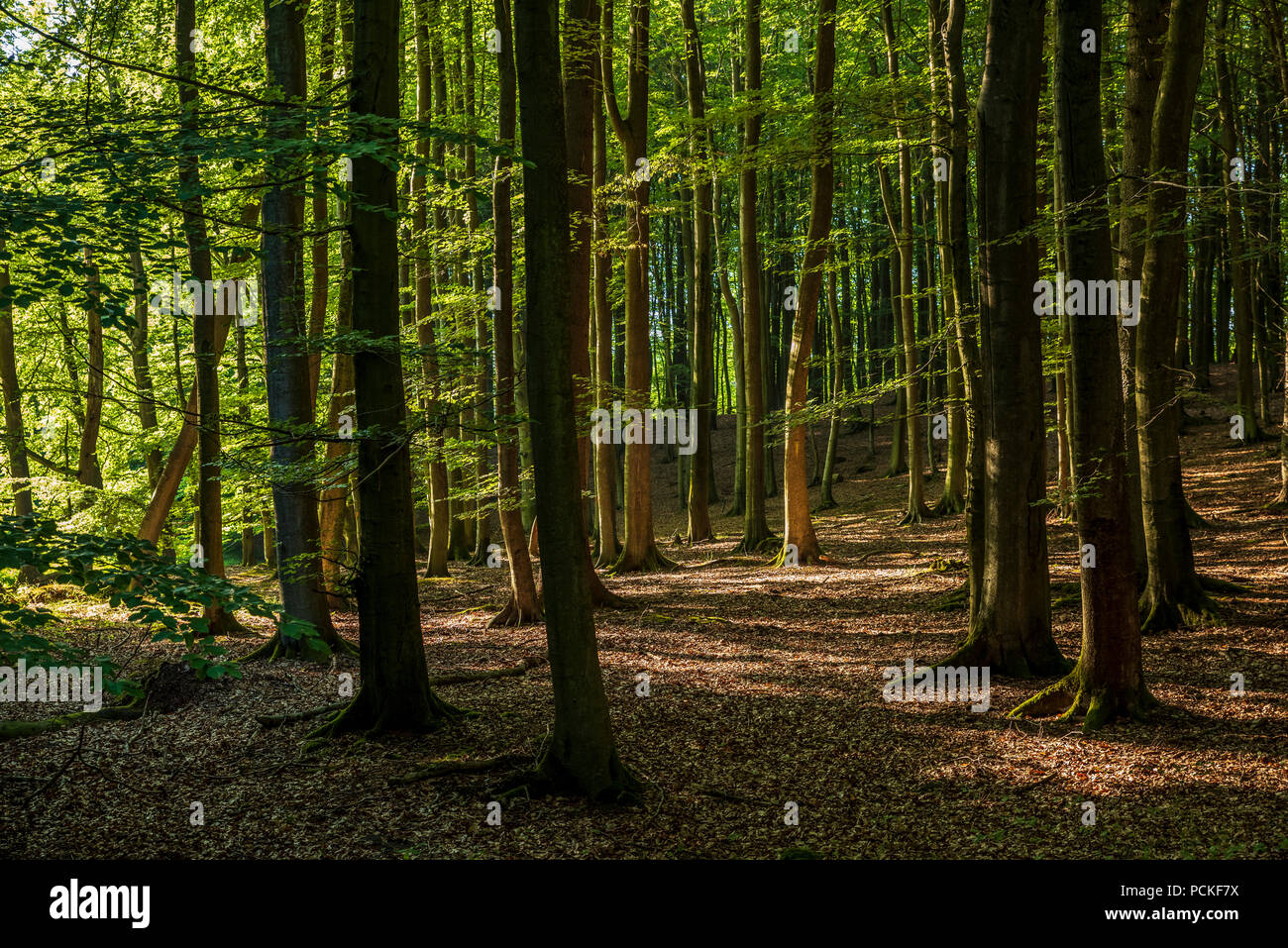 Beech forest rugen hi-res stock photography and images - Alamy