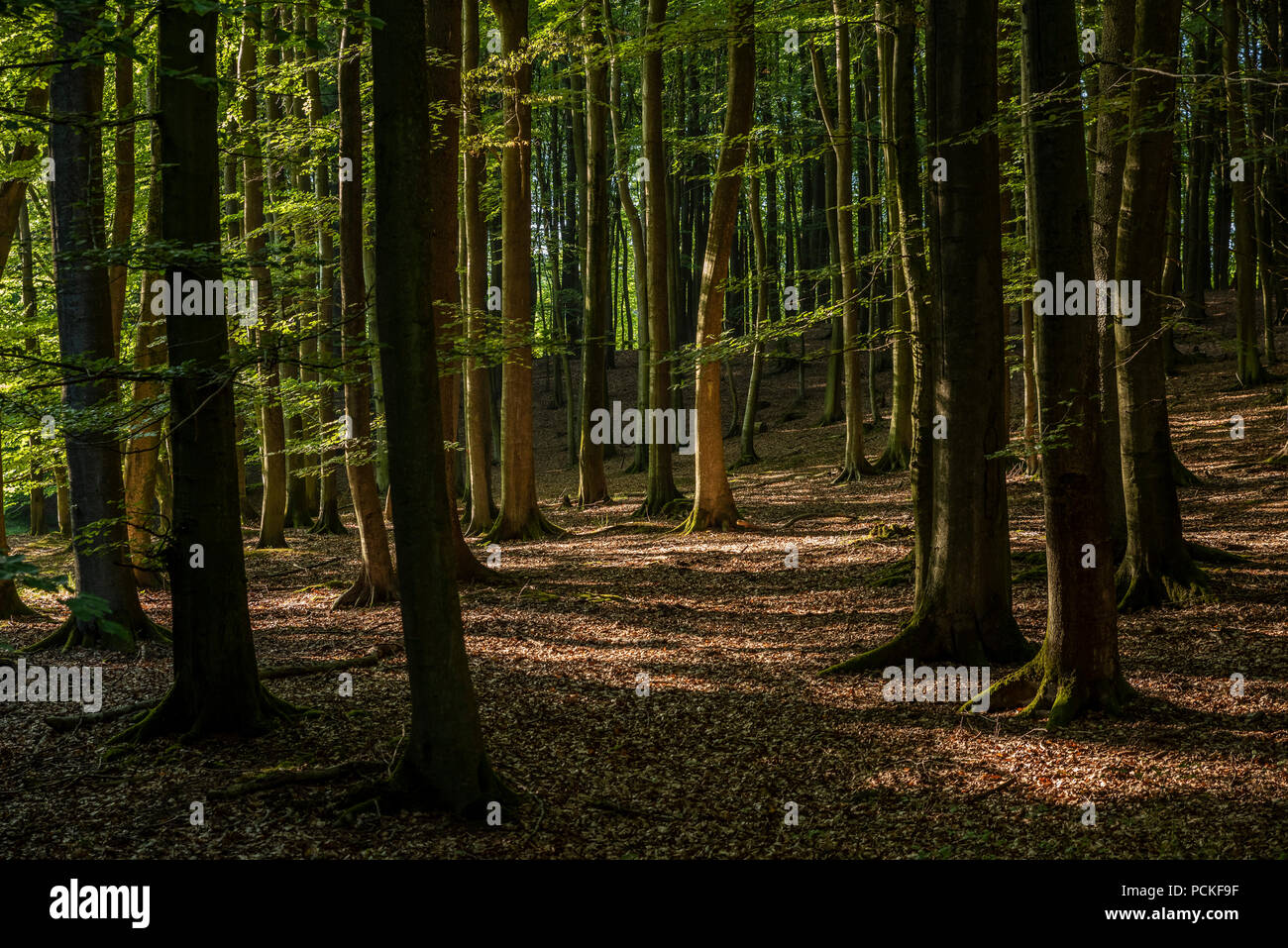 Beech forest in rugen island hi-res stock photography and images - Alamy
