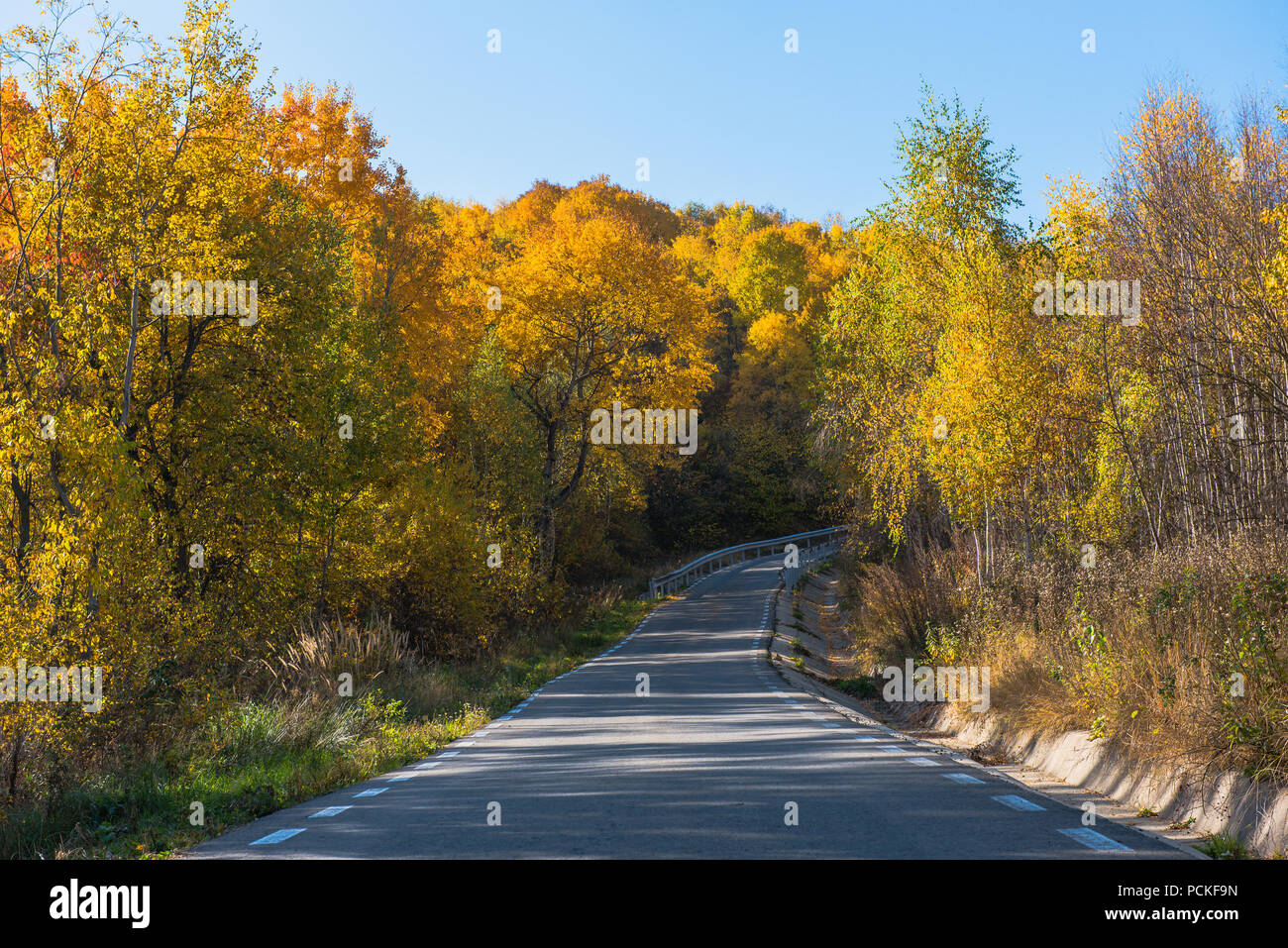 Empty road leading through fall foliage forest in the autumn Stock ...