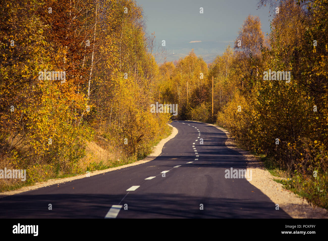 Empty road leading through fall foliage forest in the autumn Stock ...