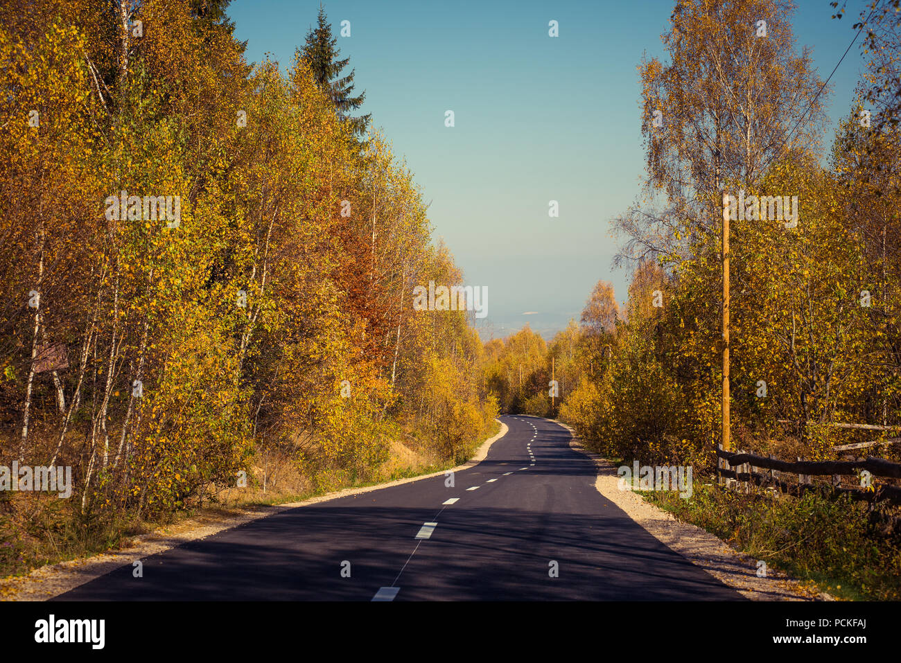 Empty road leading through fall foliage forest in the autumn Stock ...