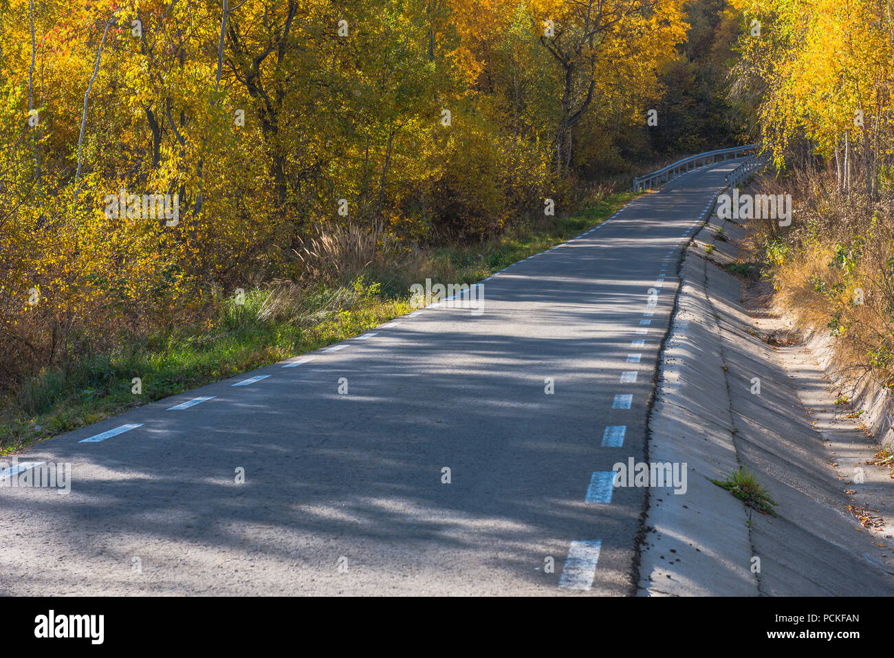 Empty road leading through fall foliage forest in the autumn Stock ...