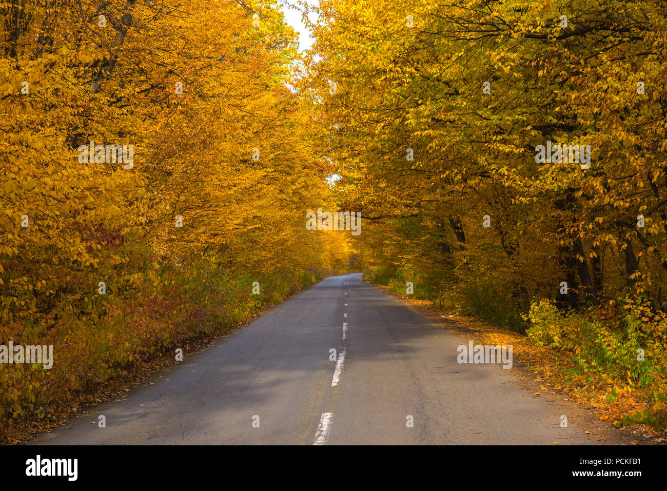 Empty road leading through fall foliage forest in the autumn Stock ...