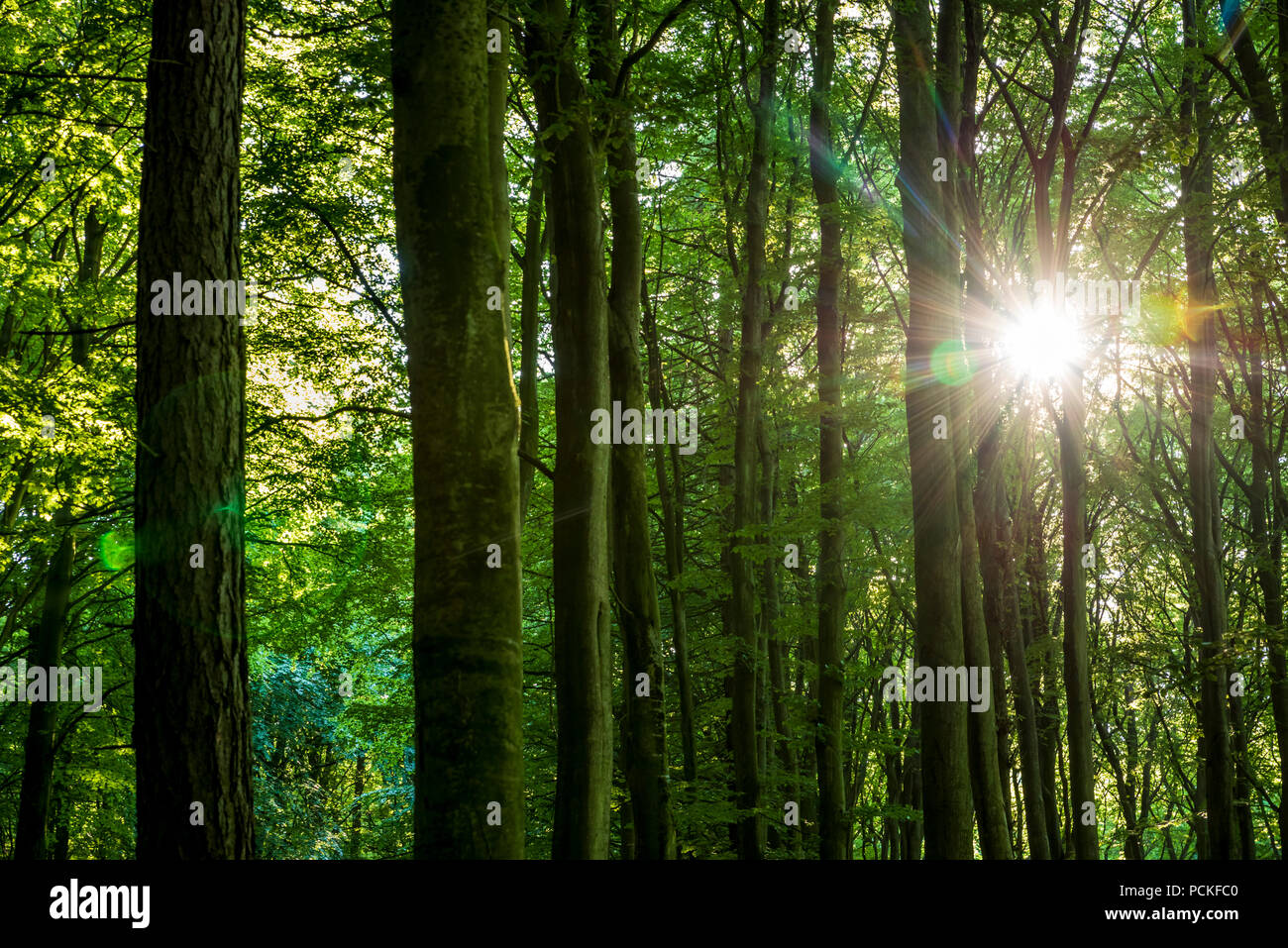 Thick national forest hi-res stock photography and images - Alamy