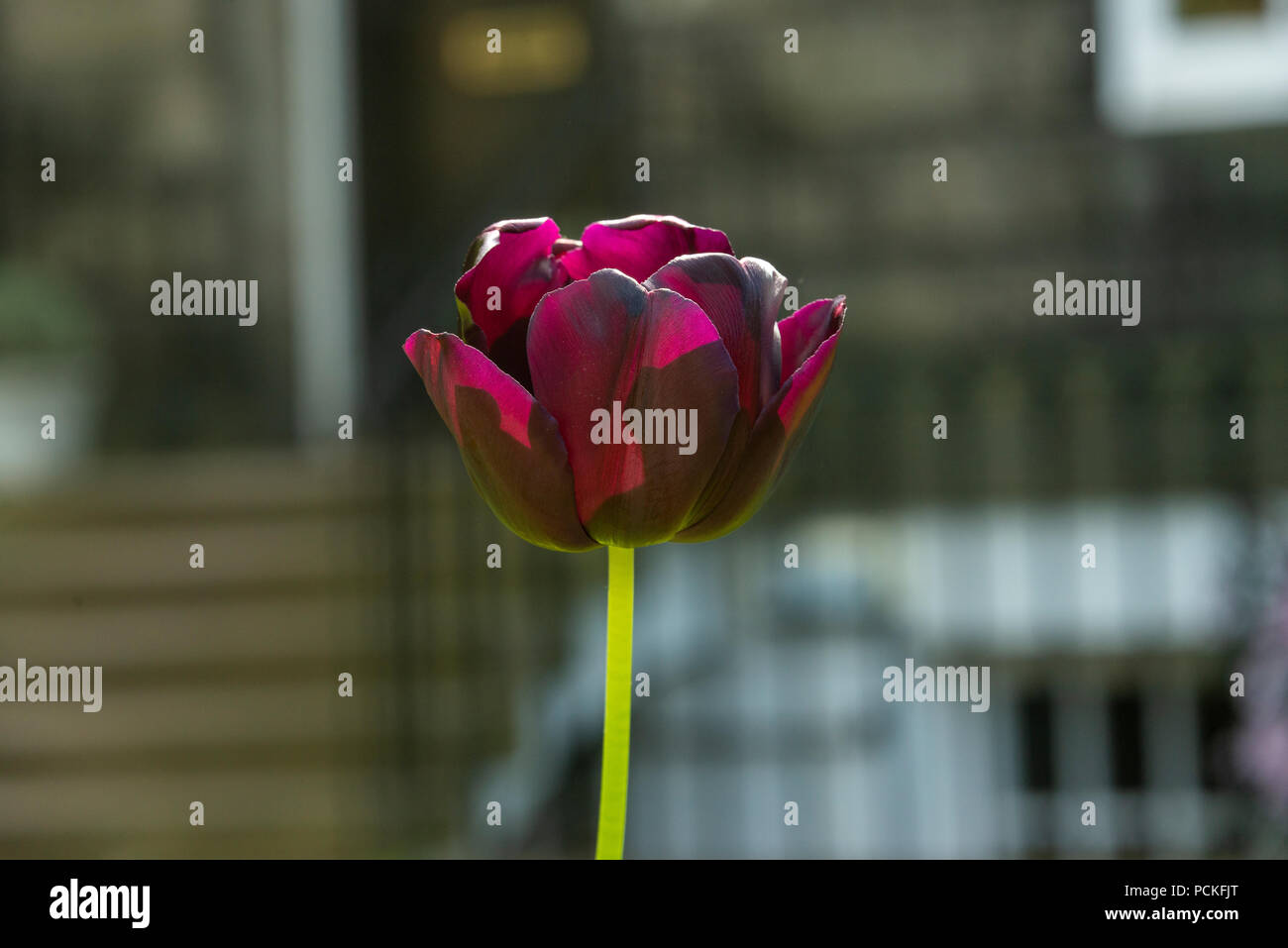 Flower and dean street hi-res stock photography and images - Alamy
