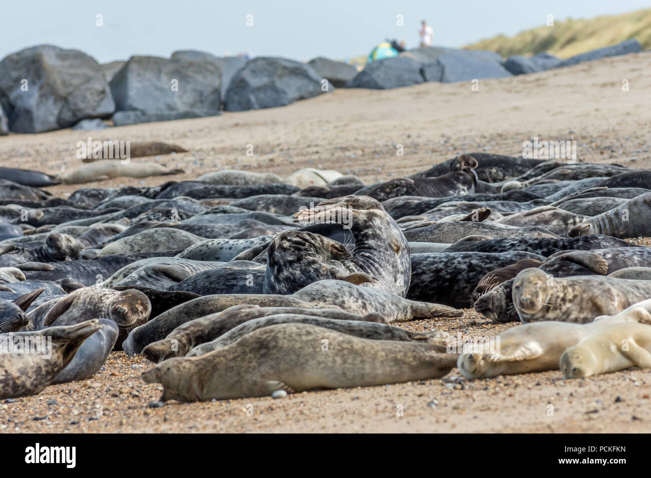 Large group of grey seals hauled out on sandy beach, adult males and ...