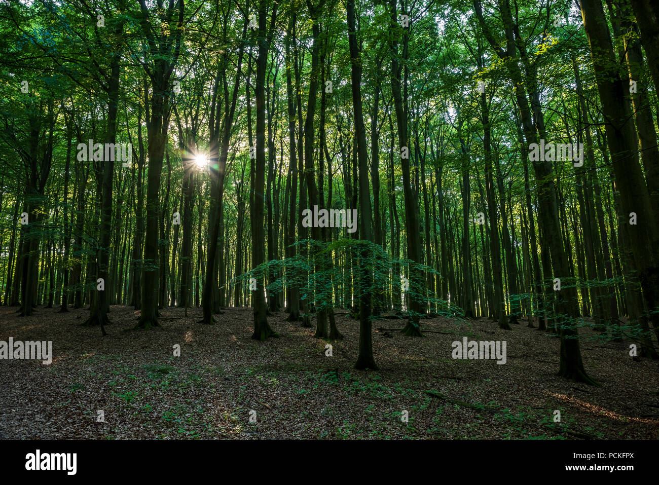 Thick trees hi-res stock photography and images - Alamy