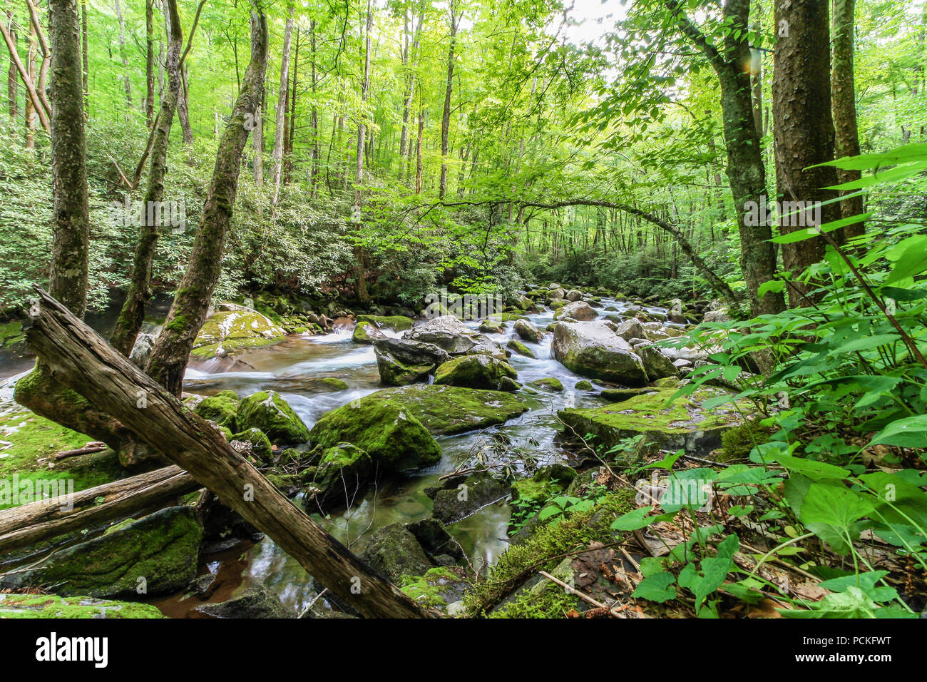 Bubbling brook through a green forest in the summer in North Carolina ...