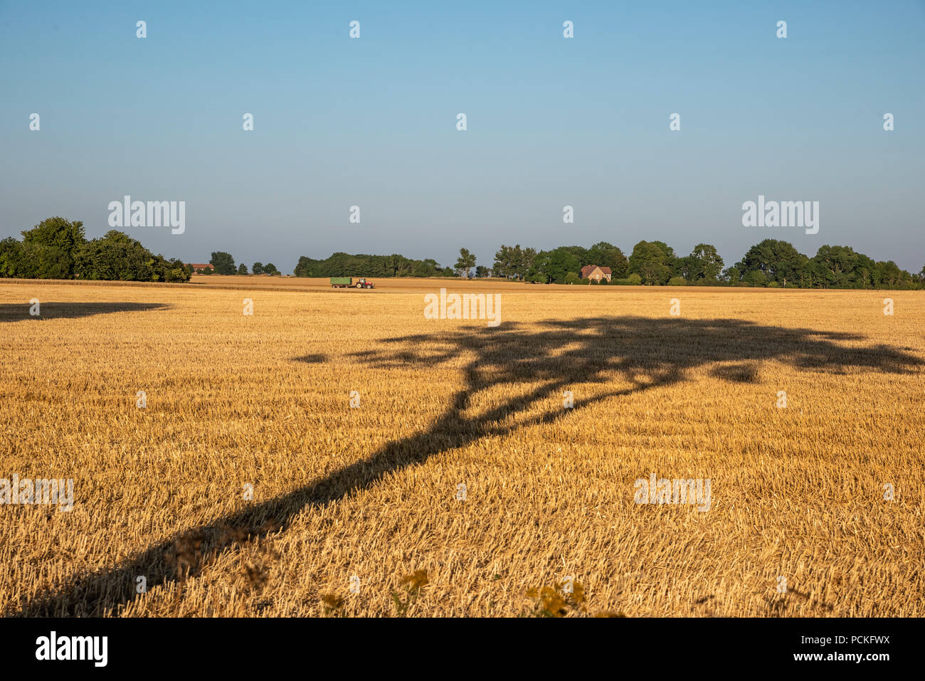 Shadow of tree on cultivated fields during harvest Stock Photo - Alamy