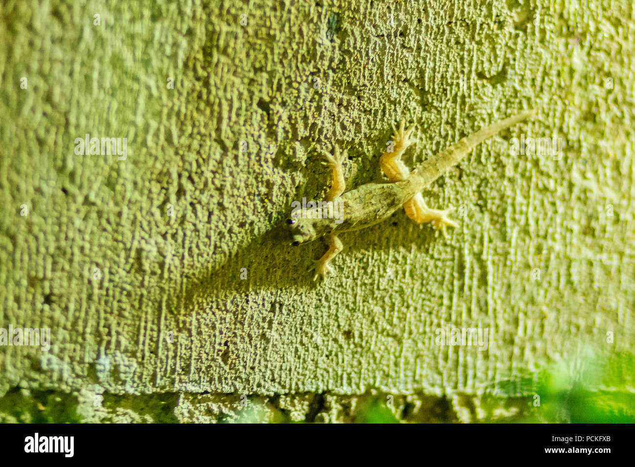 Close up lizard on the brick wall at night. Abstract background brick ...