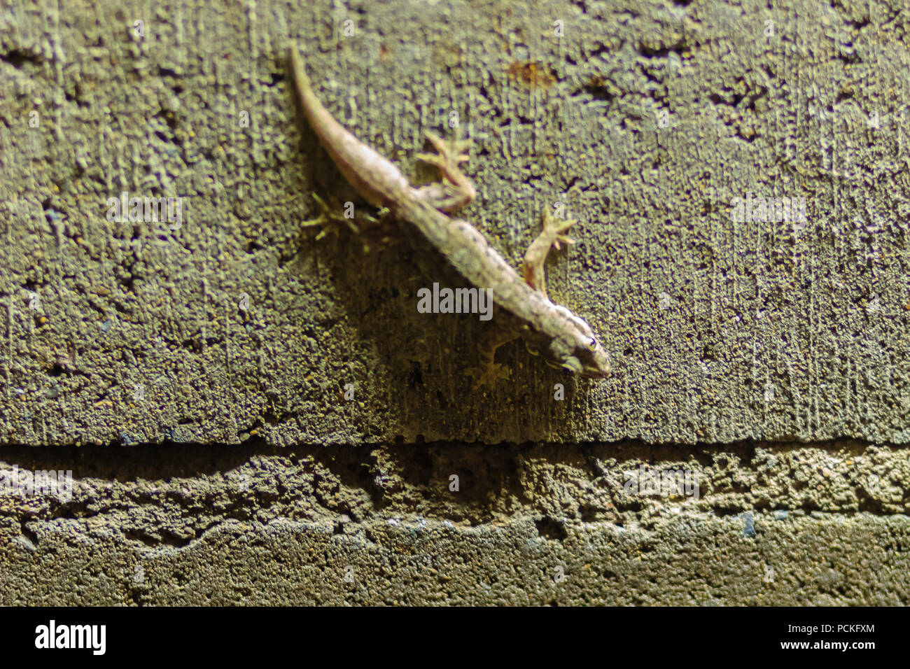 Close up lizard on the brick wall at night. Abstract background brick ...