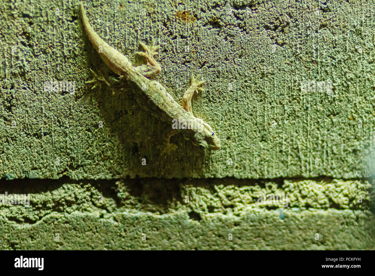 Close up lizard on the brick wall at night. Abstract background brick ...