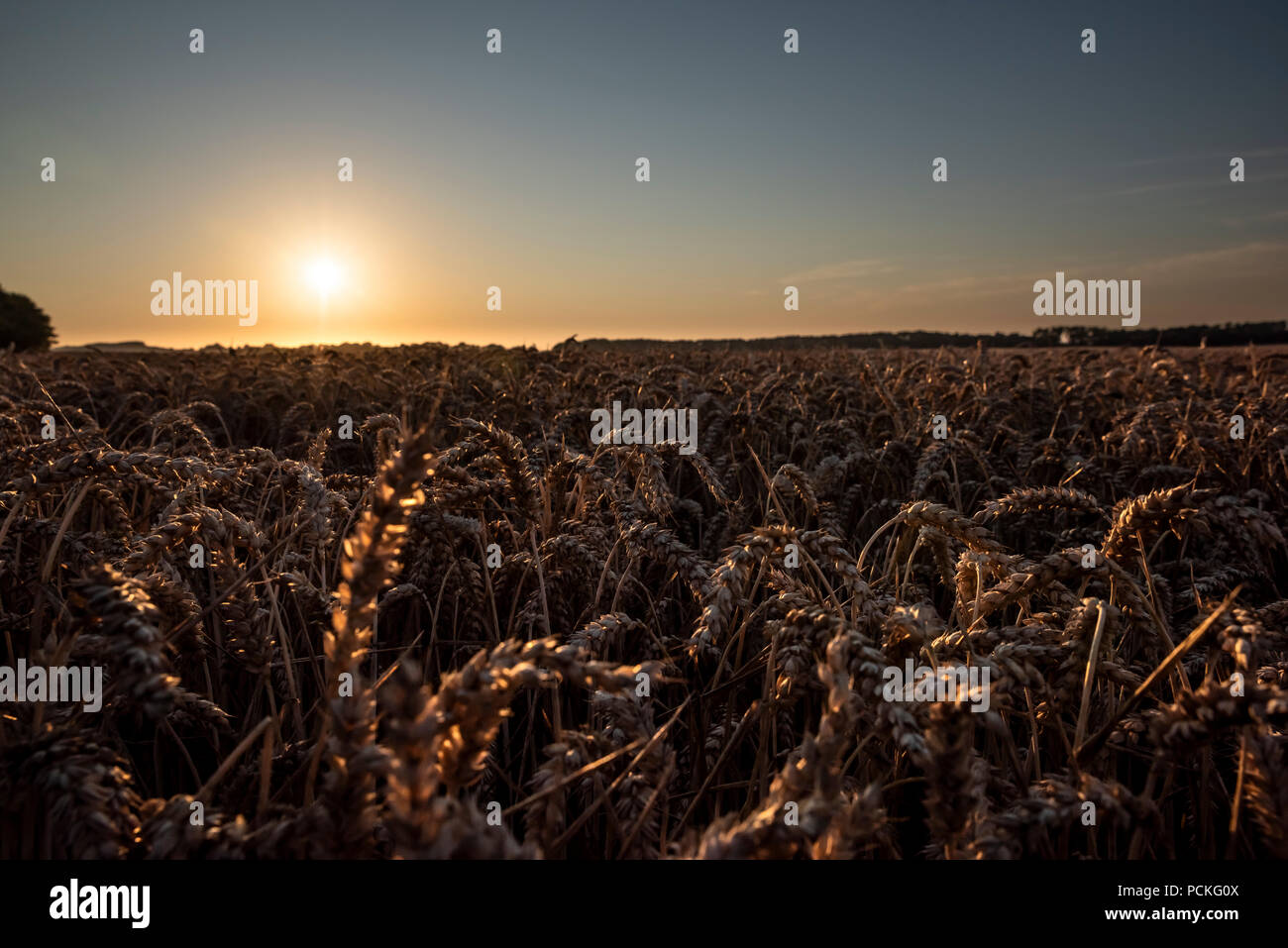 Summer landscape fields hot hi-res stock photography and images - Alamy