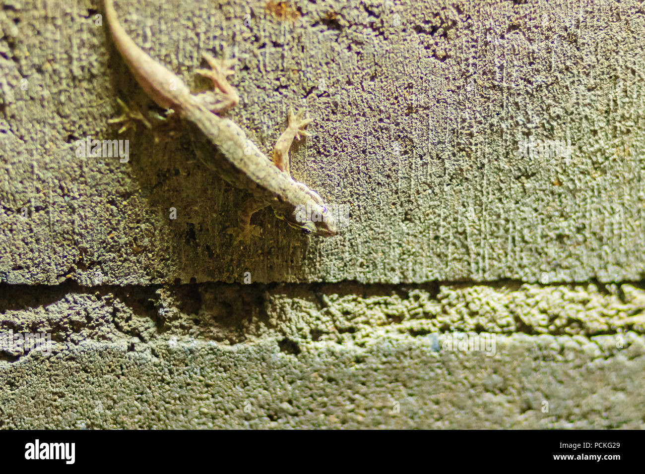 Close up lizard on the brick wall at night. Abstract background brick ...