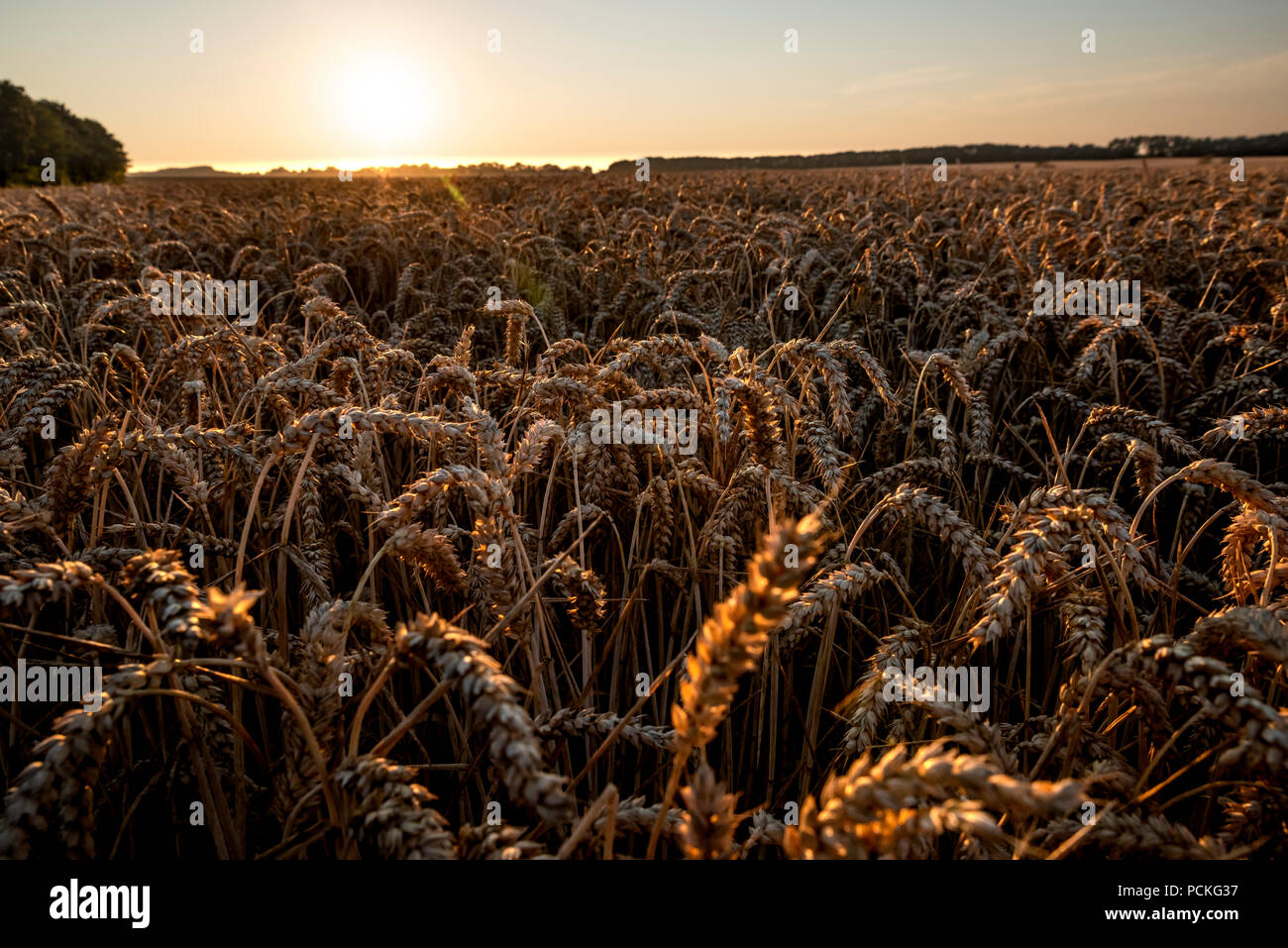 Wheat fields at sunset in hot summer day Stock Photo - Alamy