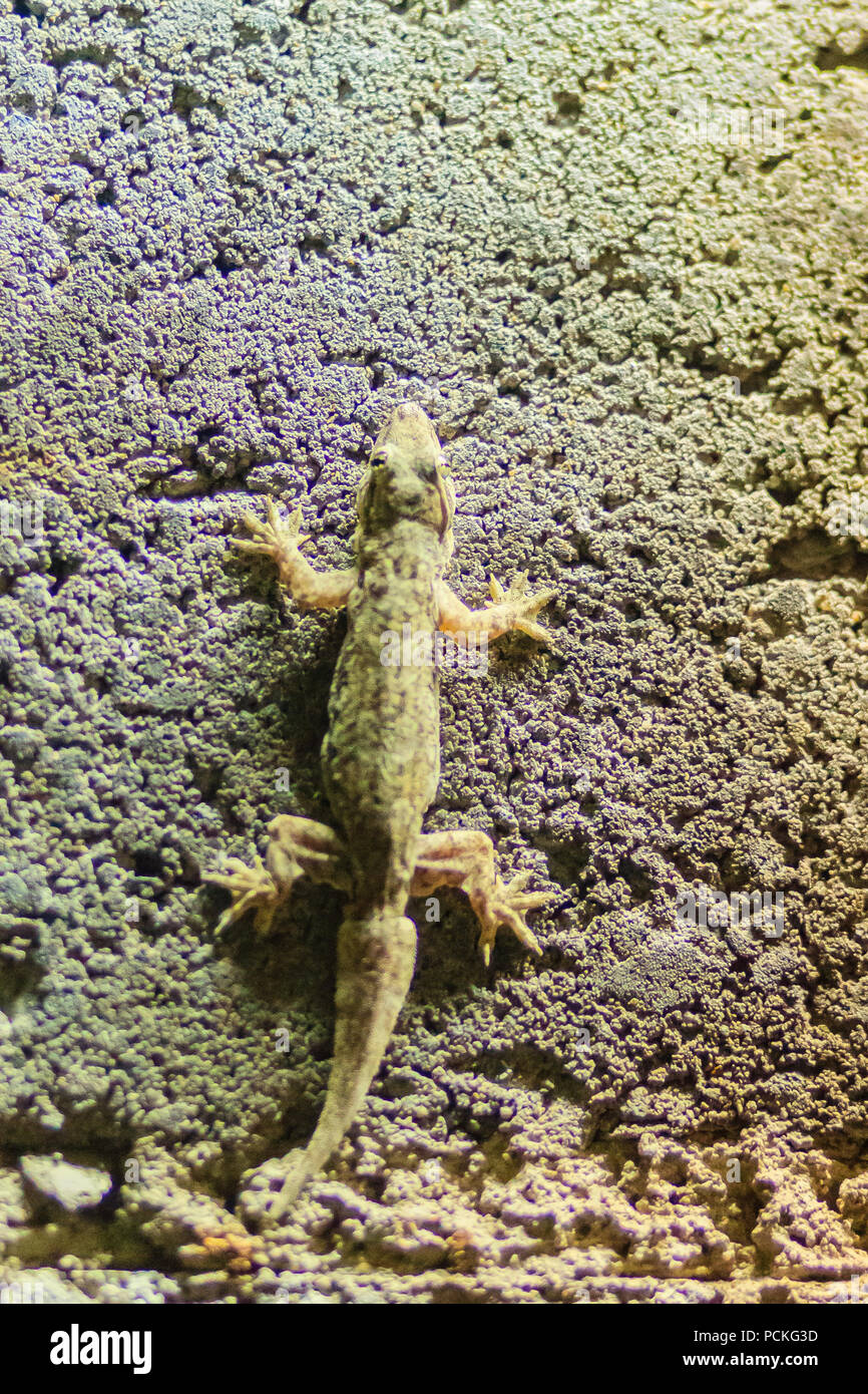 Close up lizard on the brick wall at night. Abstract background brick ...