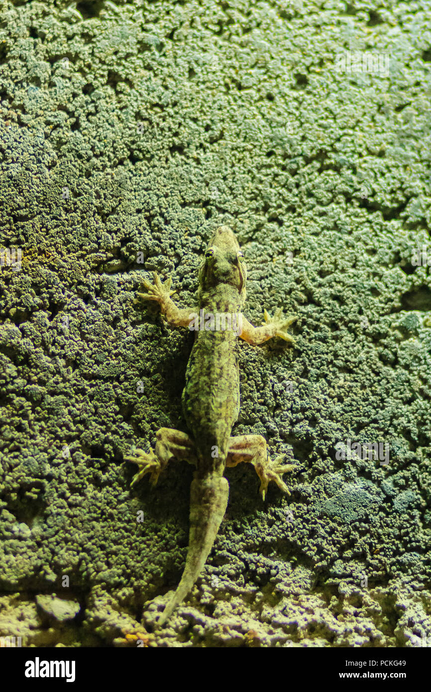 Close up lizard on the brick wall at night. Abstract background brick ...