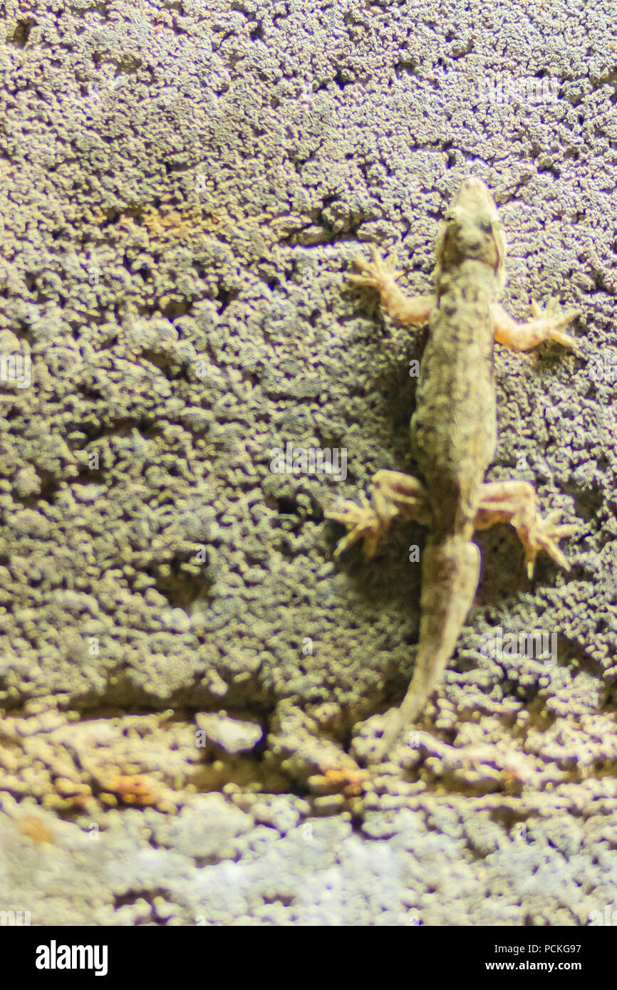 Close up lizard on the brick wall at night. Abstract background brick ...