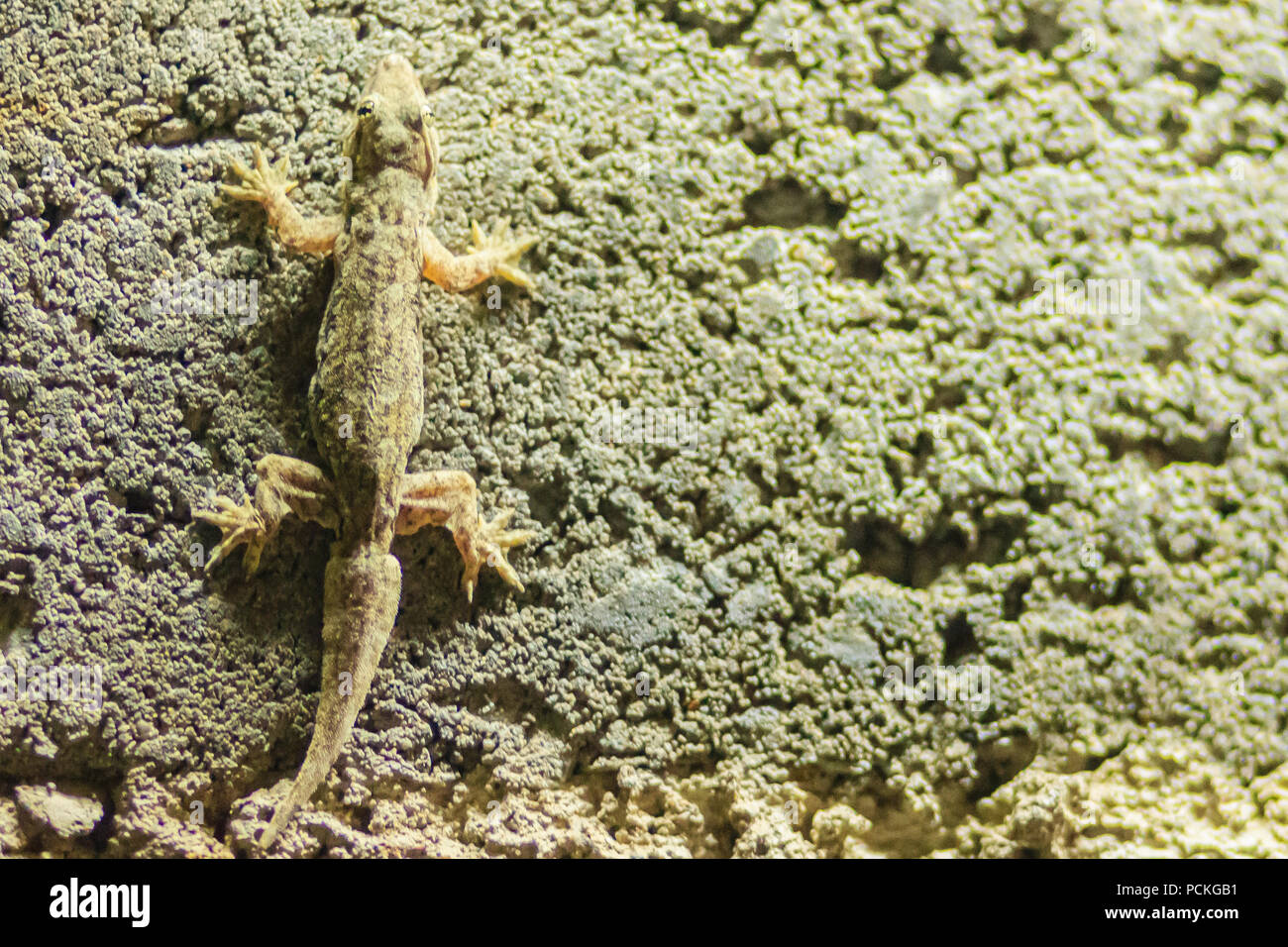 Close up lizard on the brick wall at night. Abstract background brick ...