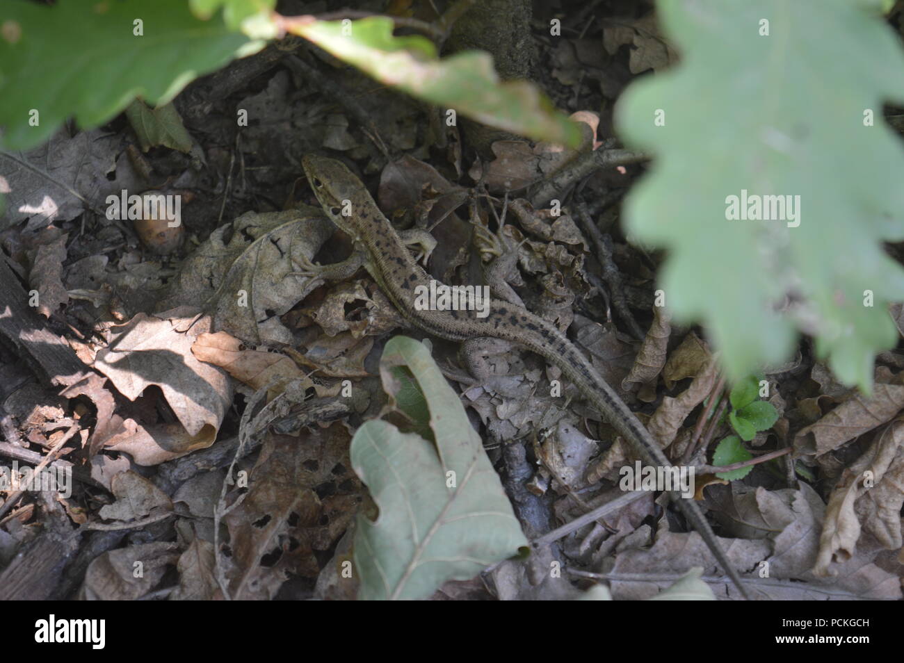 Reptiles of forest hi-res stock photography and images - Alamy