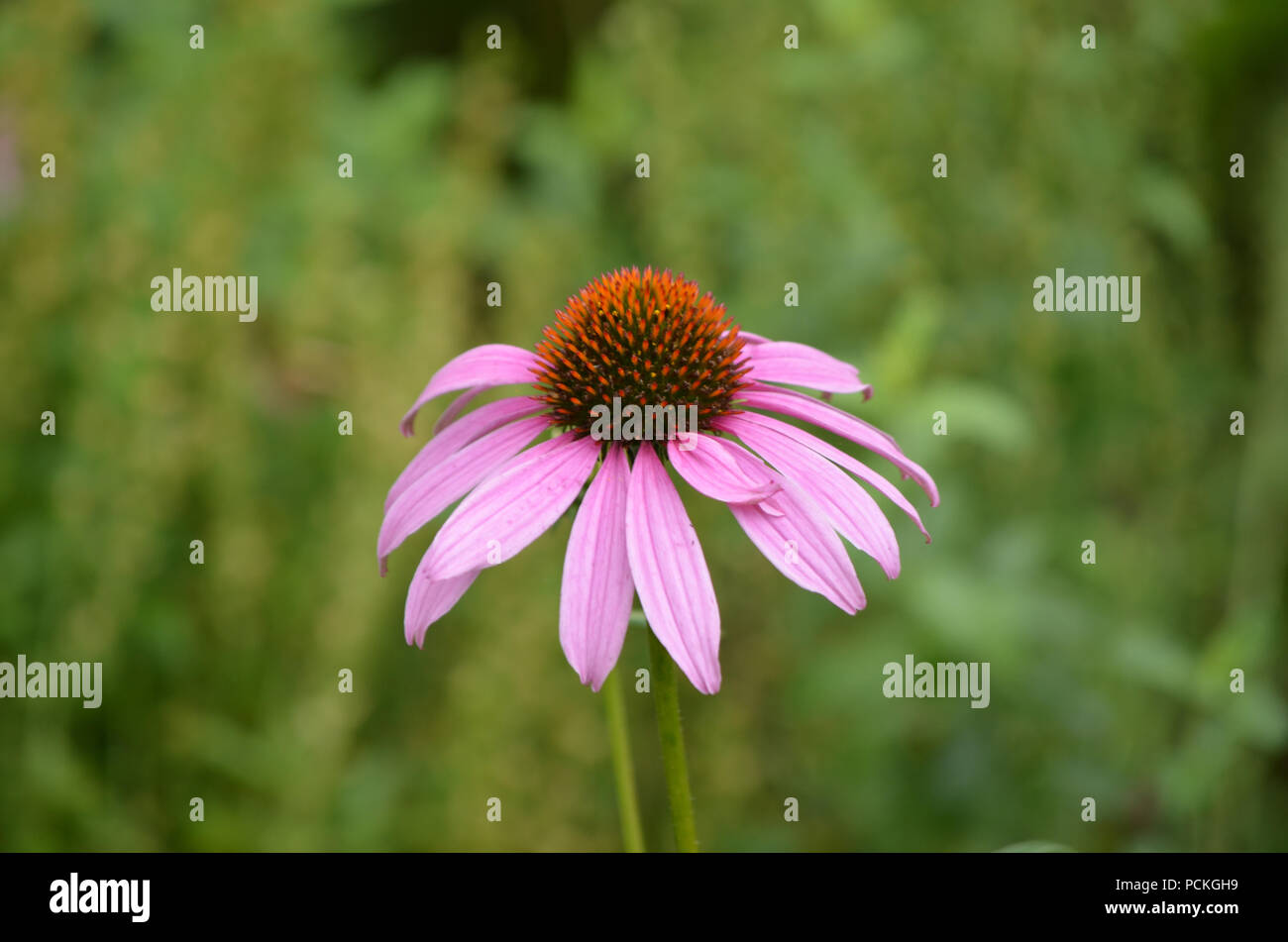 Pretty flowering coneflower blossom in a garden Stock Photo - Alamy