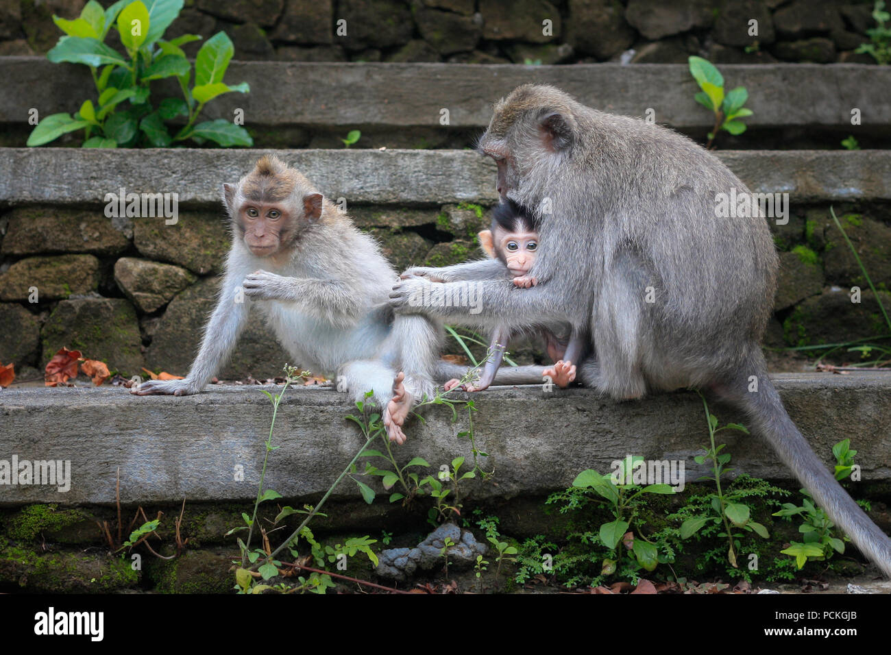 Monkey mom takes care of her two babies Stock Photo - Alamy