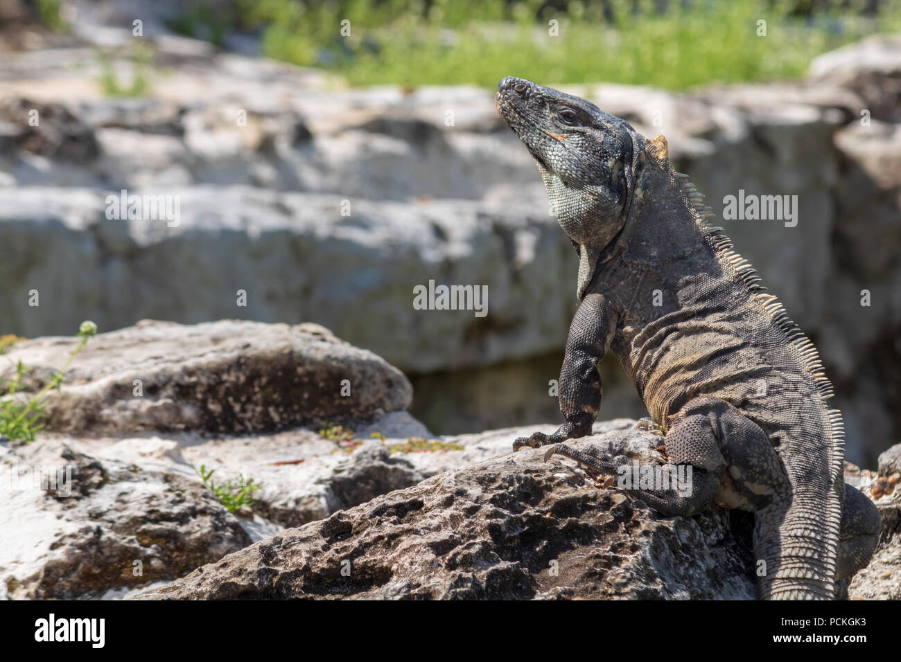 Closeup on lizard. Scaly textured skin shows patches of old skin still ...